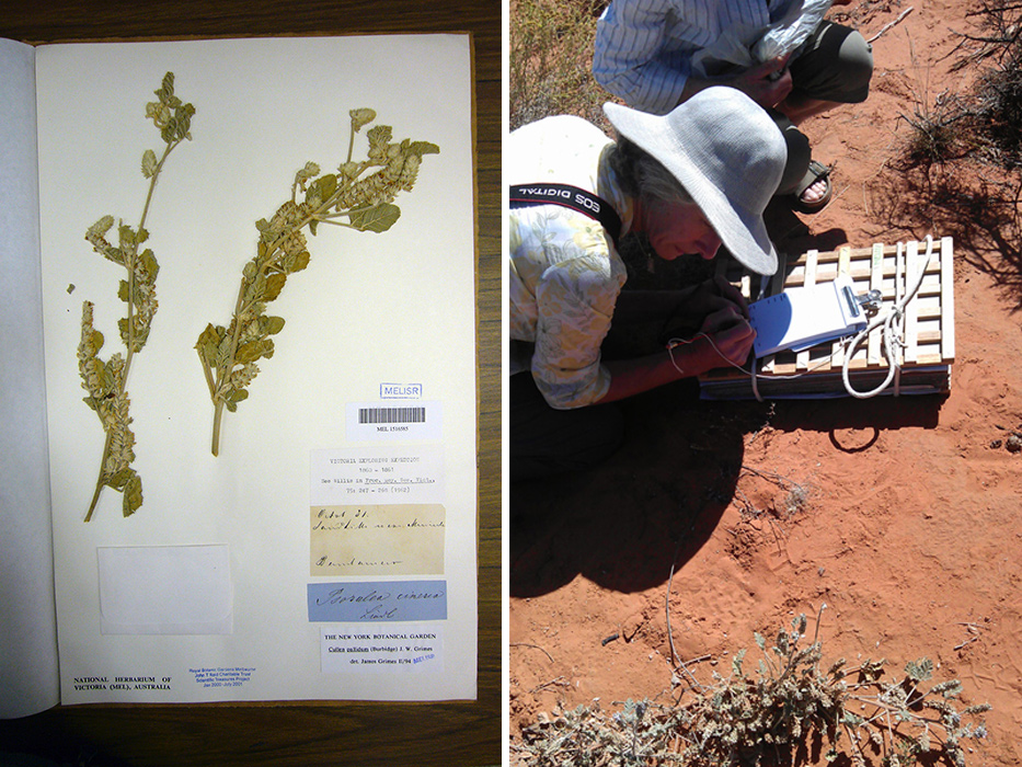 Becklers Botanical Bounty - Mali Moir