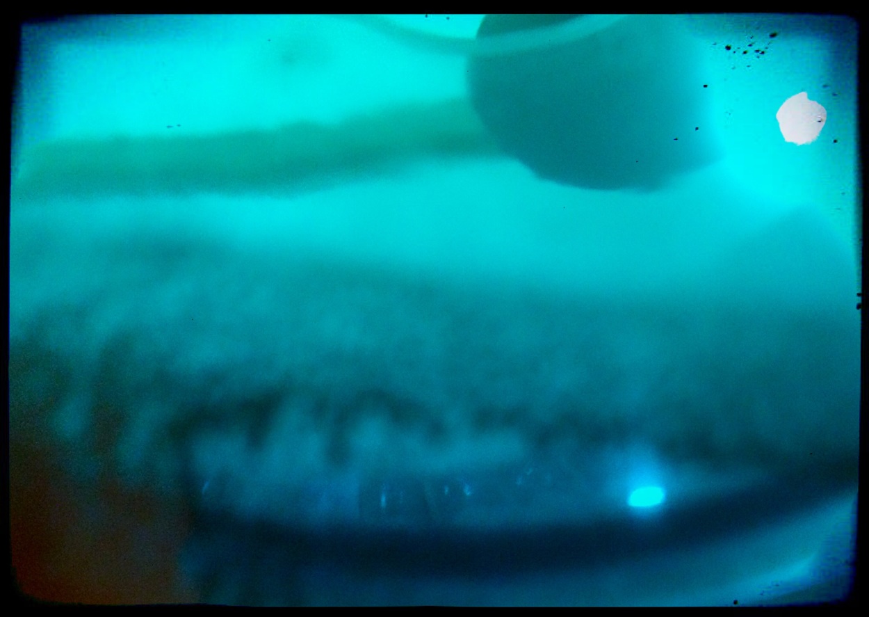 Evidence and Alchemy - Dara Rosenwasser