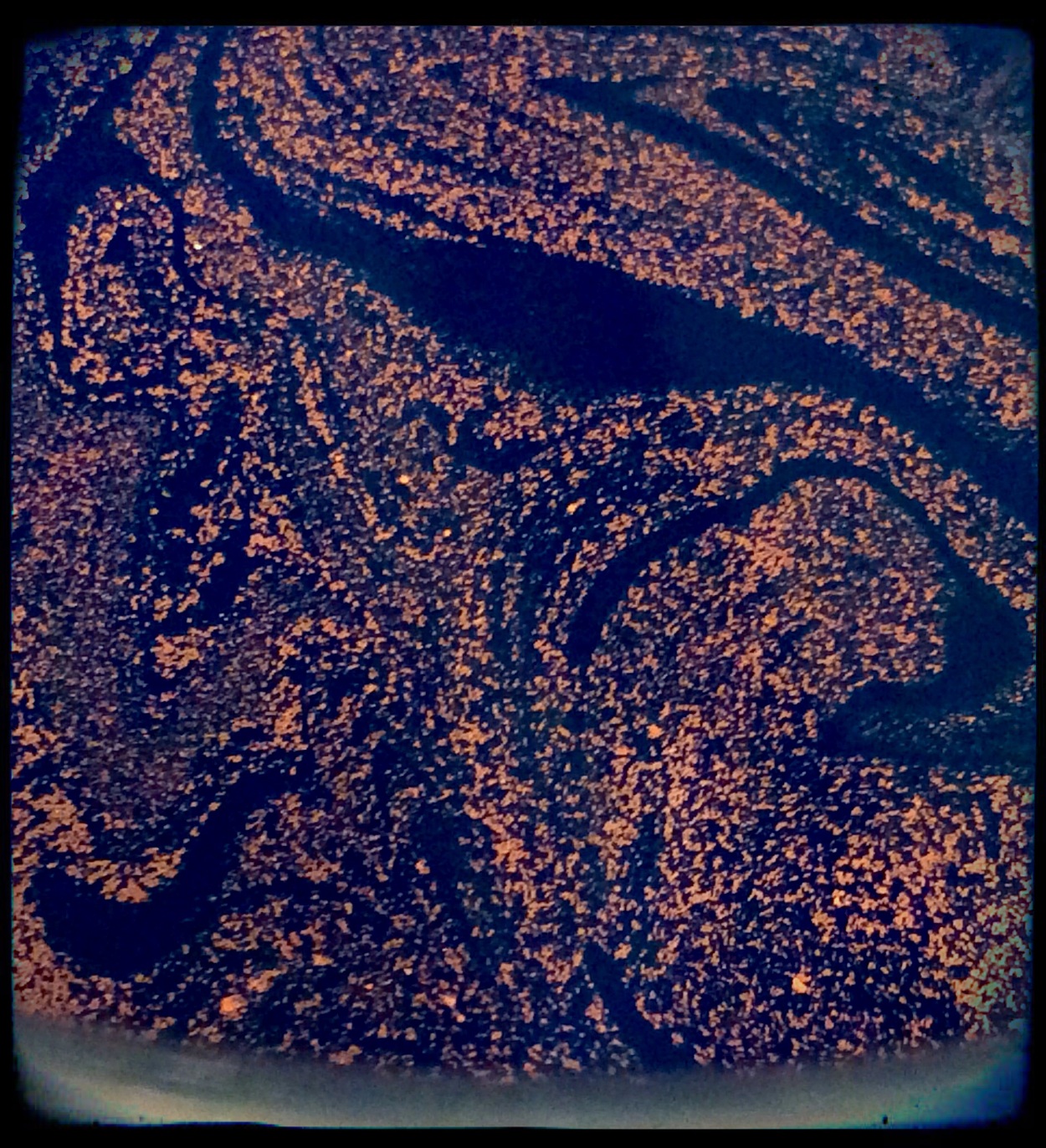 Evidence and Alchemy - Dara Rosenwasser