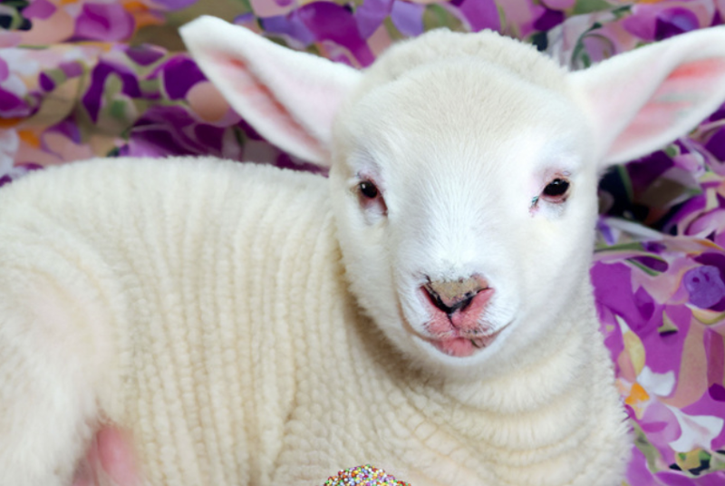 welcome to wyne veen