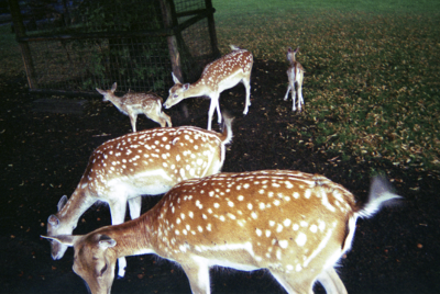 welcome to wyne veen