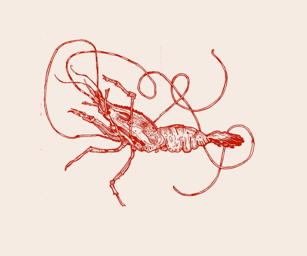 Spot Prawn - Necia Dallas • Story, Design, and UX