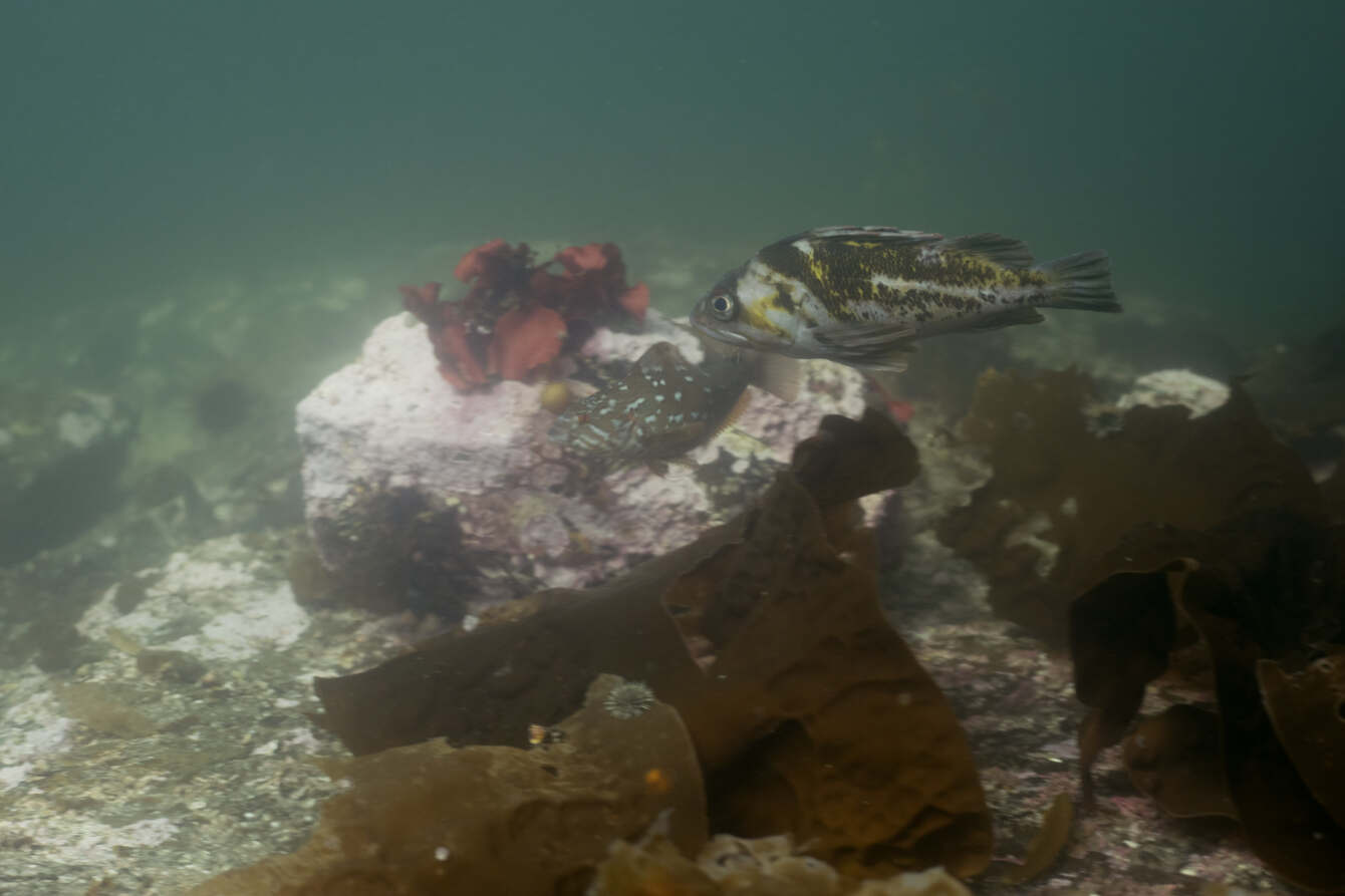 ellie schmidt, archive