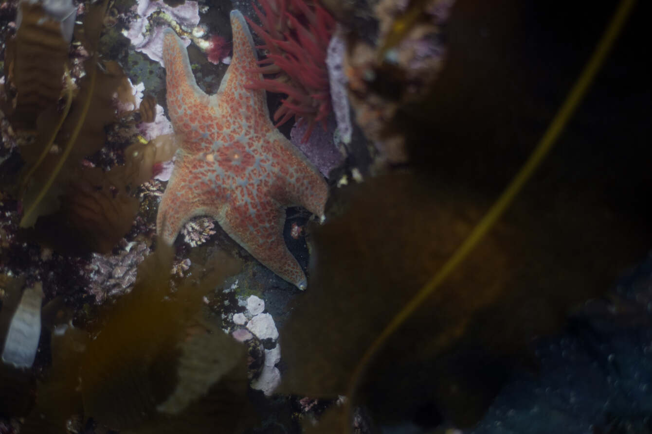 ellie schmidt, archive