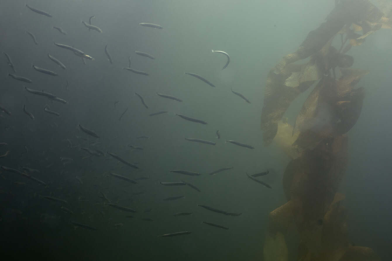 ellie schmidt, archive