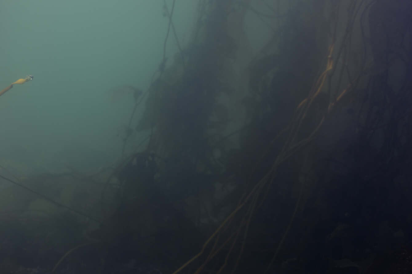 ellie schmidt, archive