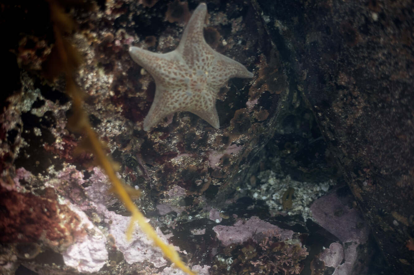 ellie schmidt, archive