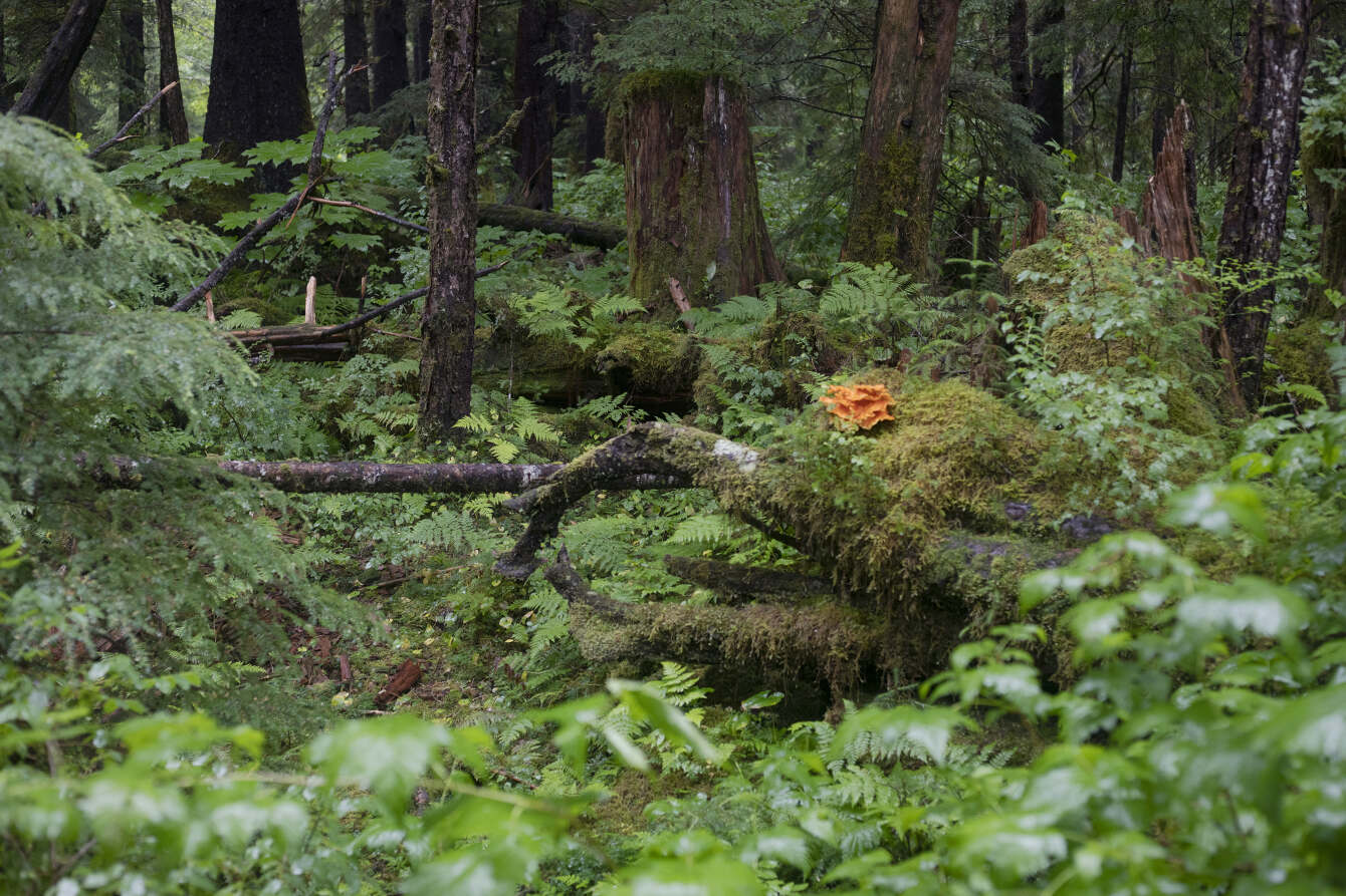 ellie schmidt, archive