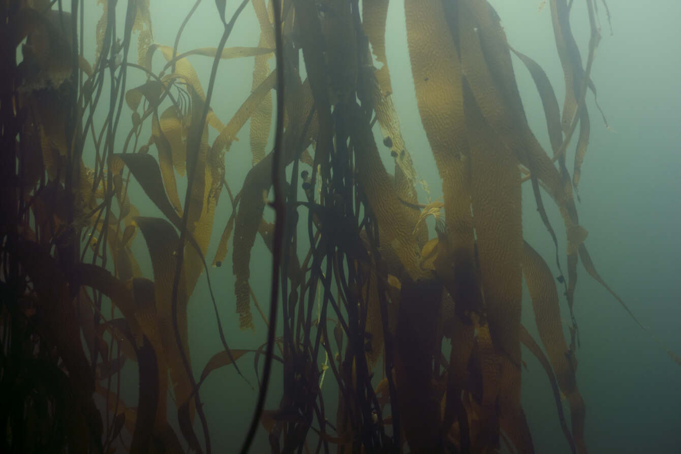 ellie schmidt, archive