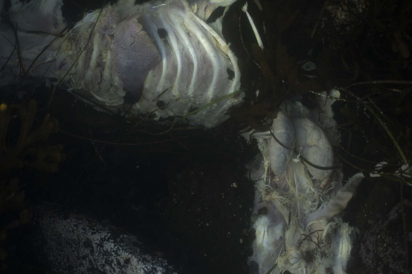 ellie schmidt, archive