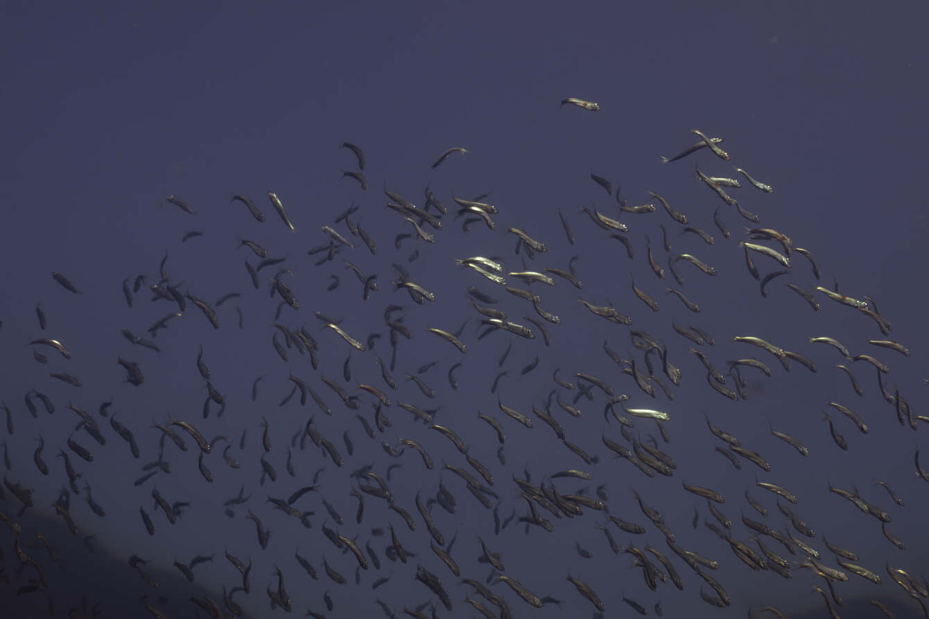 ellie schmidt, archive