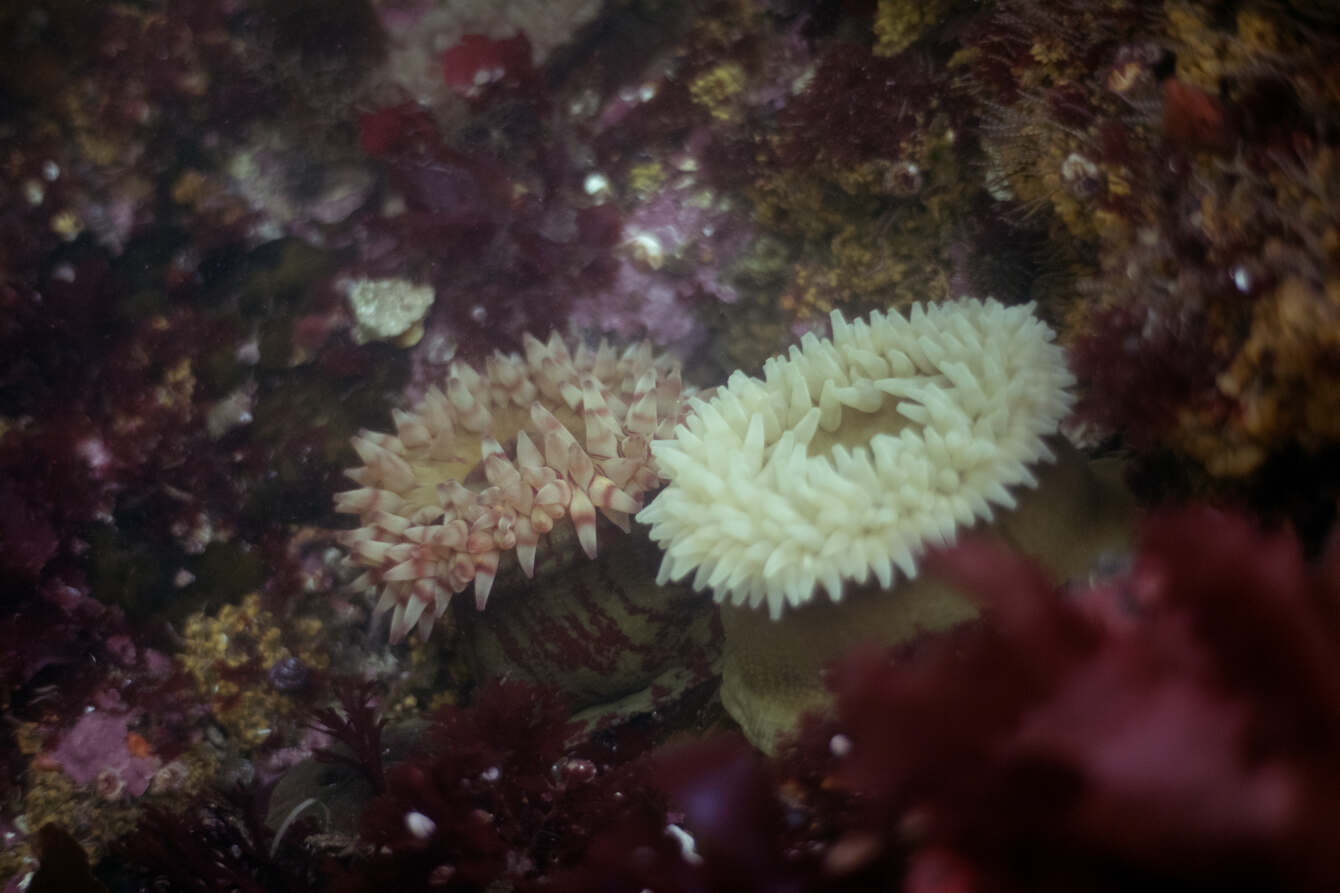 ellie schmidt, archive