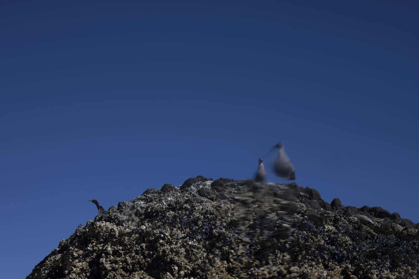 ellie schmidt, archive