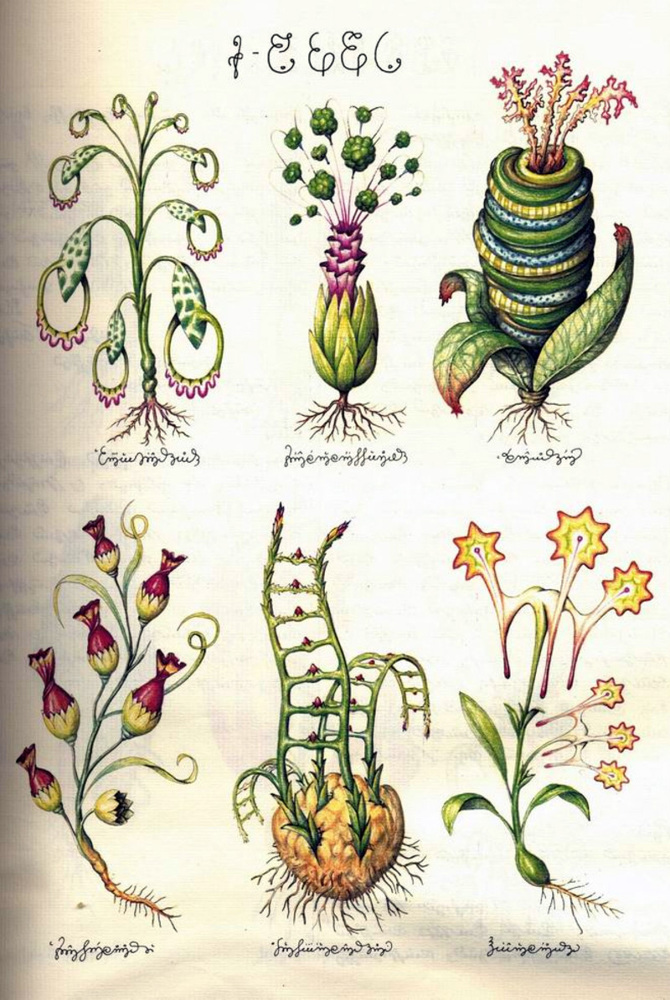 Codex Seraphinianus - Diamond Twin