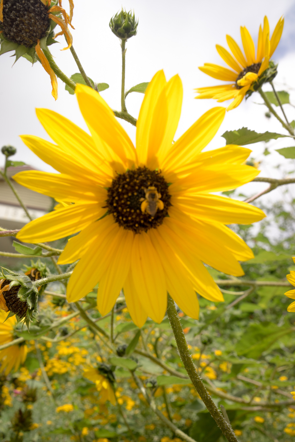 landscape - michael salvatore tierney