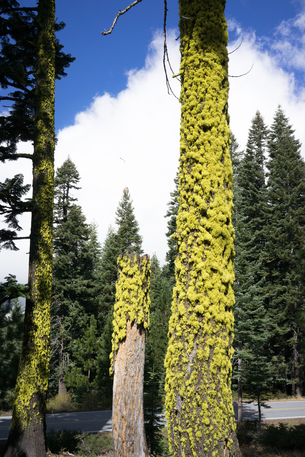 landscape - michael salvatore tierney