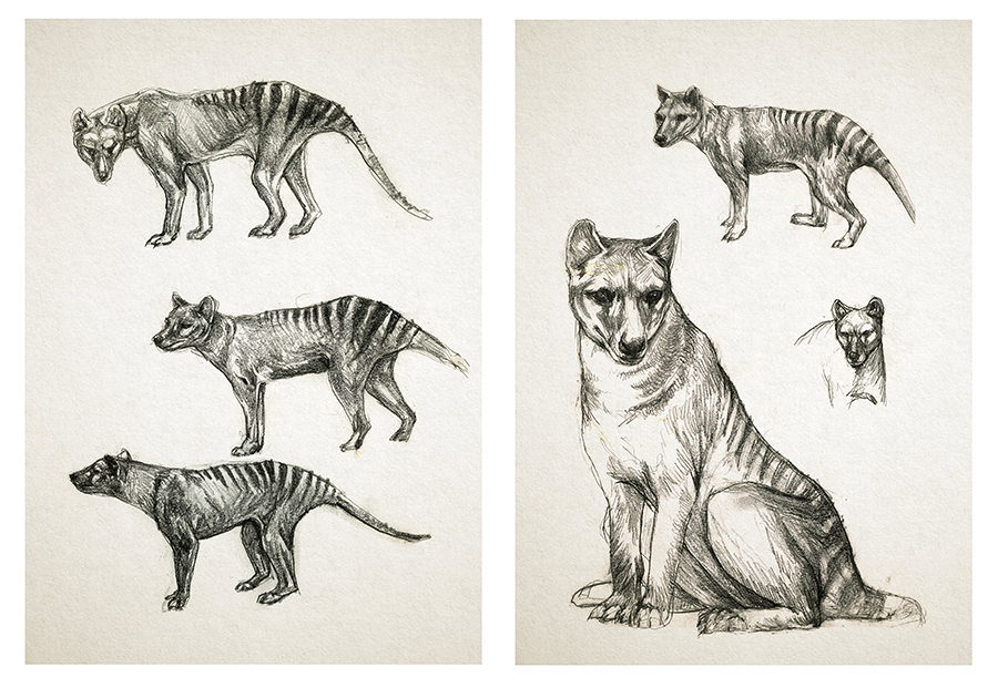 Extinct Animals - Laura Smith Illustration