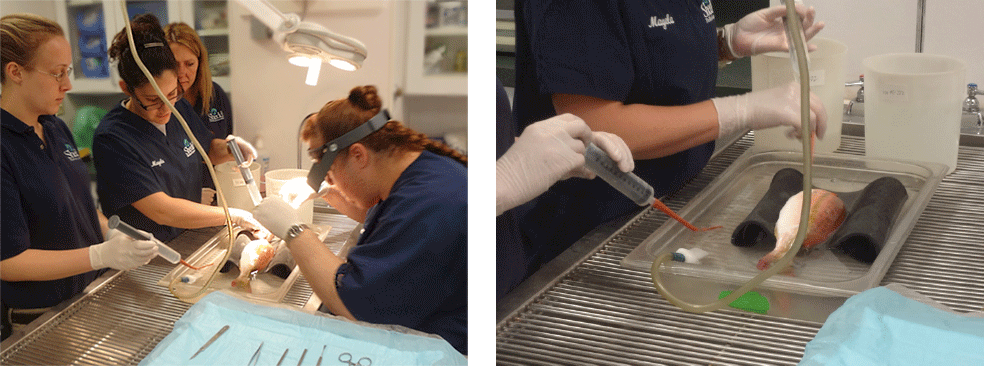 Fish Anesthesia Cart - Olivia Gann