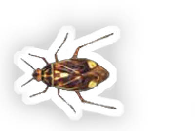 Transform Insecticide - Bryan Miguel | Creative Director + Copywriter