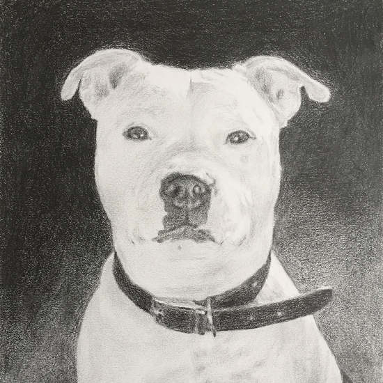 Pet portraiture - Alan Bragg Art