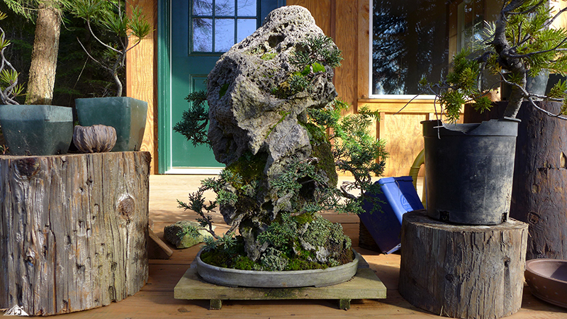 BONSAI MIRAI'S APPRENTICESHIP - NOREGO