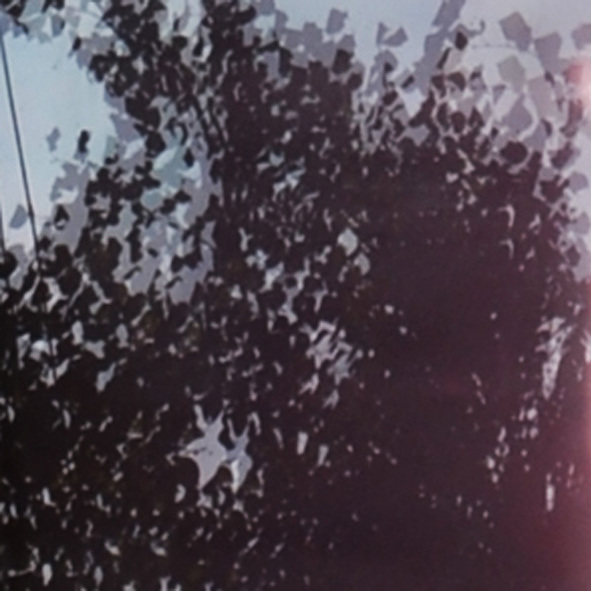 De Boom die Alles Zag - Jesse Ahlers