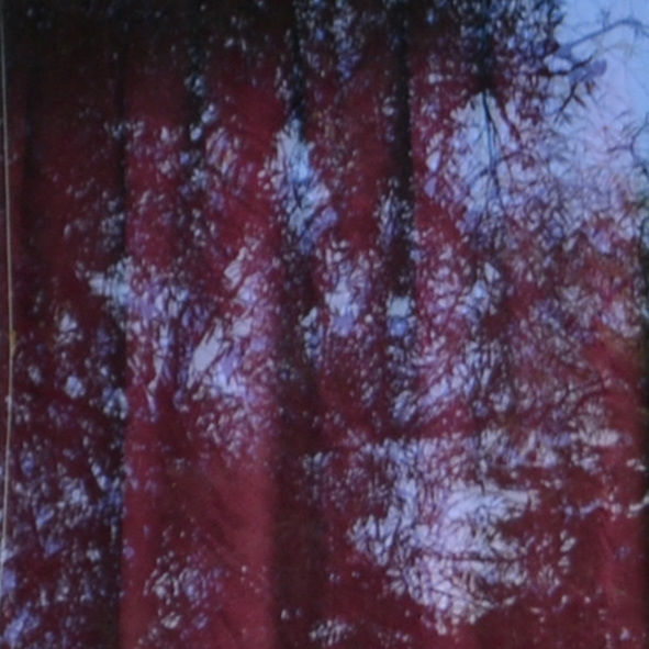 De Boom die Alles Zag - Jesse Ahlers