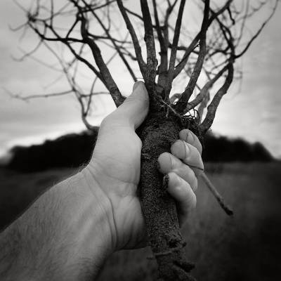 The Longing Hand - drsfoto