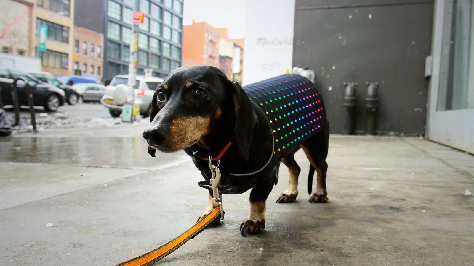 Disco Dog - YINGJIE BEI