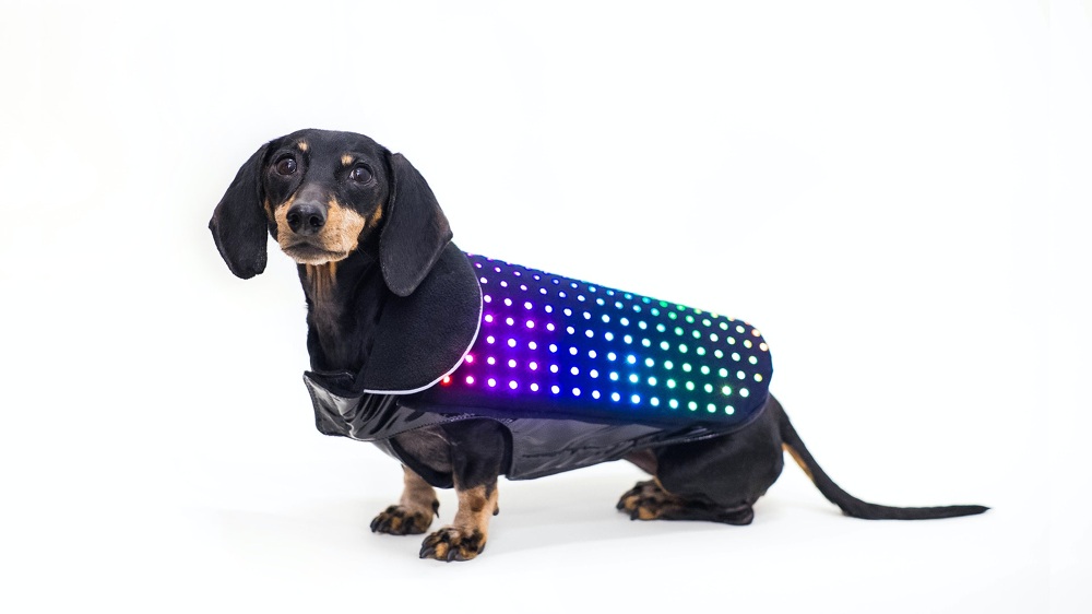 Disco Dog - YINGJIE BEI