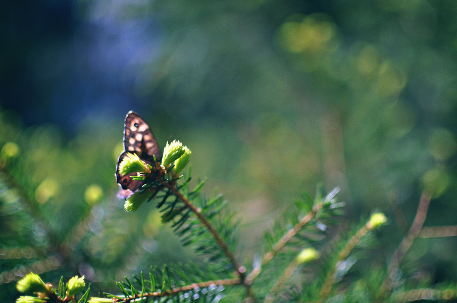Photography - Maria Harman Design