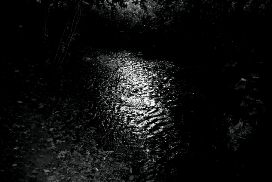 Photographs - Mark Simms