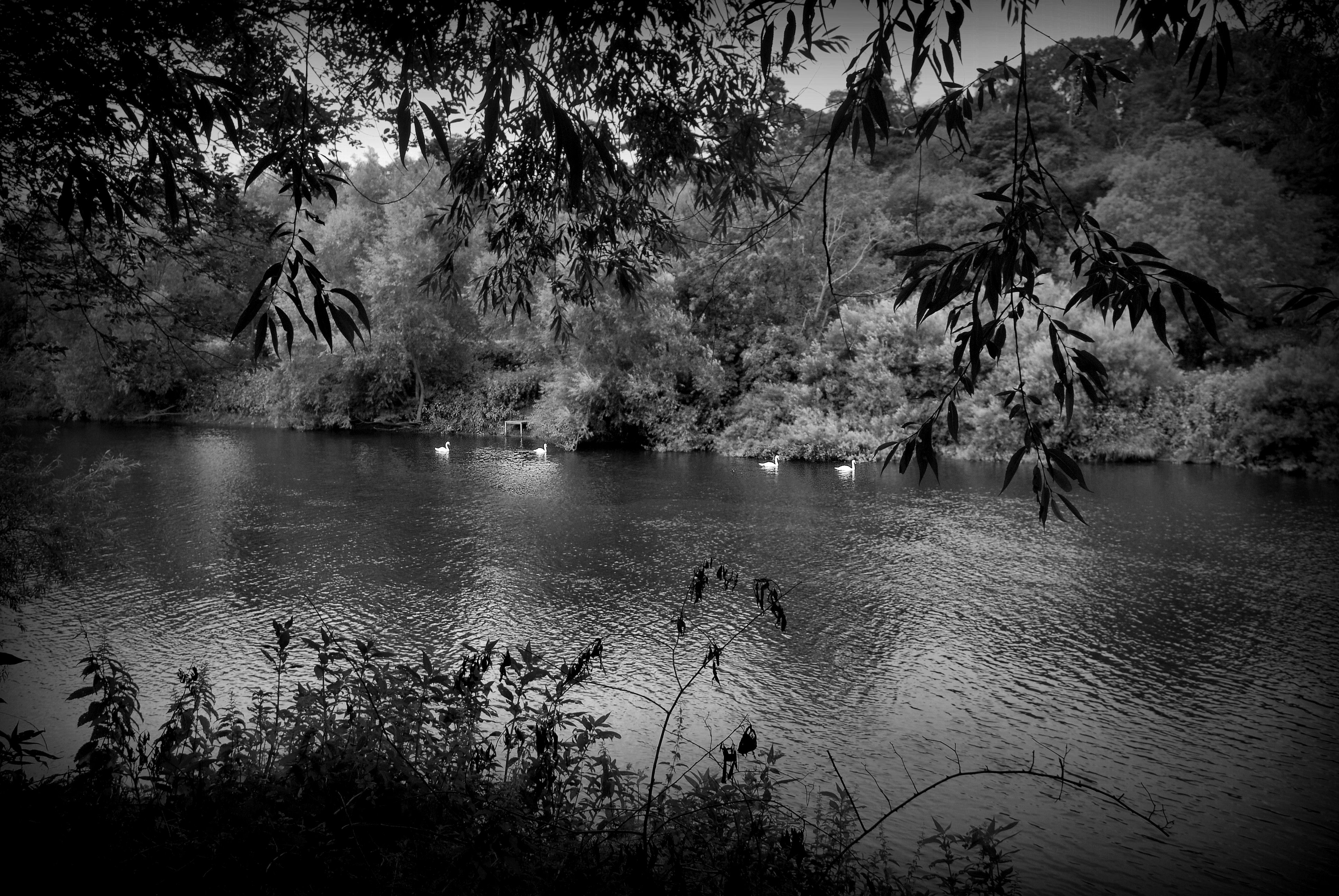 Photographs - Mark Simms