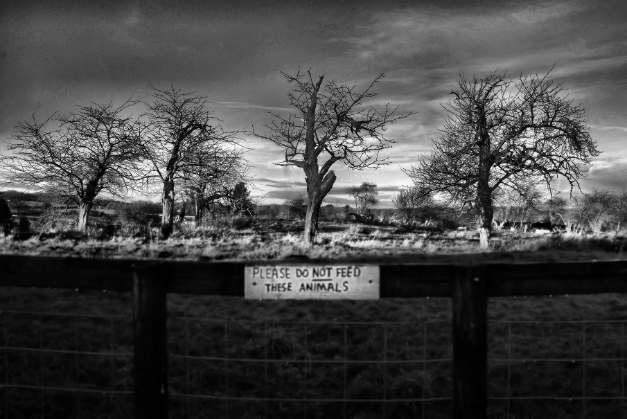 Photographs - Mark Simms