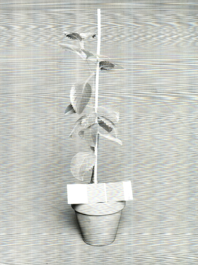 Interlaced Plant - JONAS ESTEBAN ISFÄLT PHOTOGRAPHY