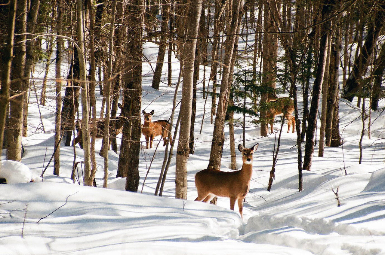 Haliburton - Pat O'Rourke