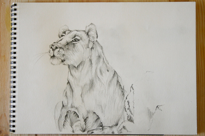 Mammal Drawings - Avery Canty Designs