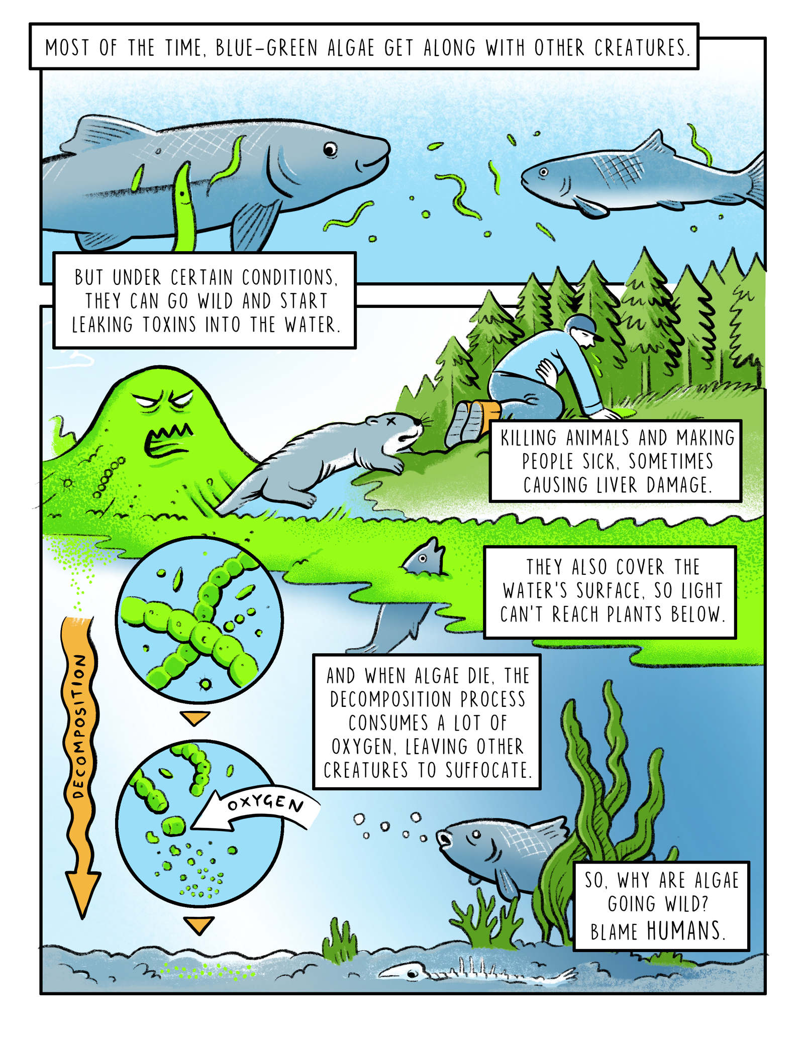 Toxic Algae Comic (PBS) - Matteo Farinella