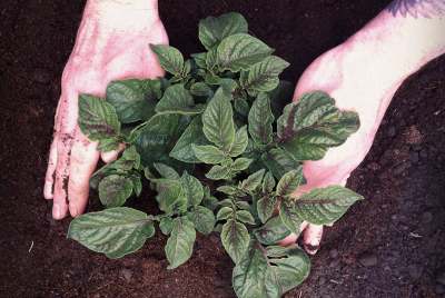 The Potato Project - Suzi Barlow