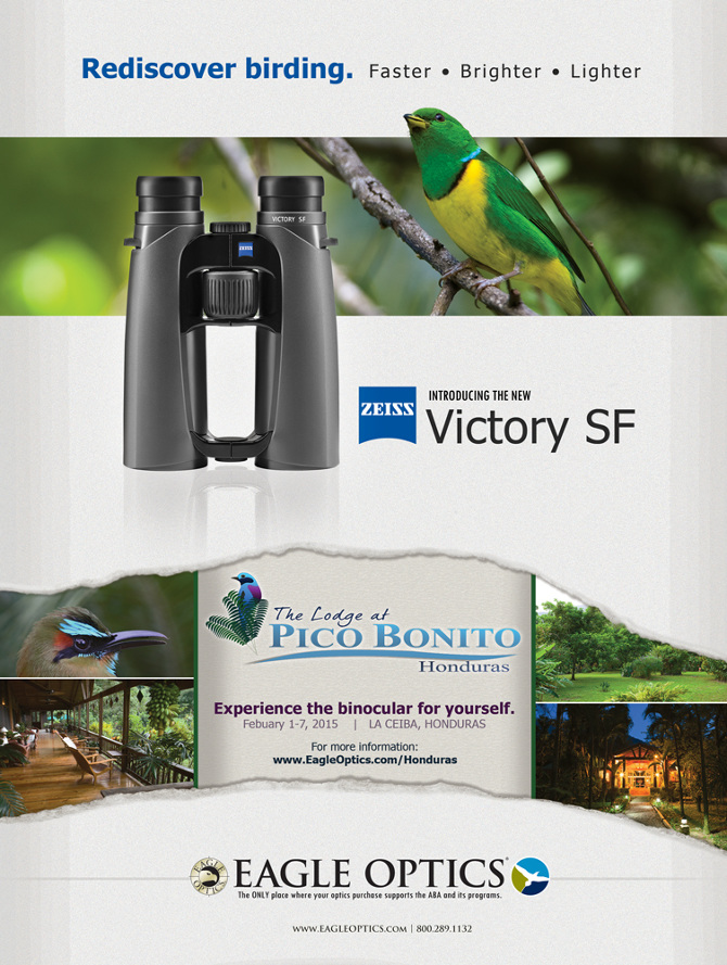 Eagle Optics Ads - Nicole's Portfolio