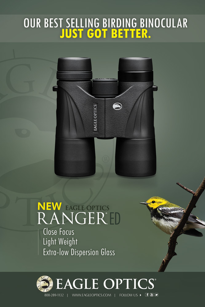 Eagle Optics Ads - Nicole's Portfolio