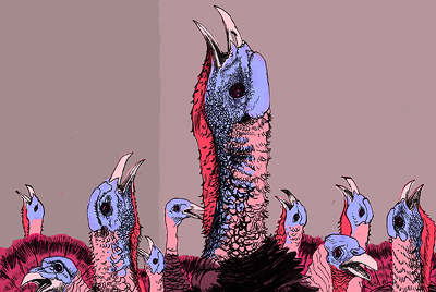 Turkeys - mattrotasart