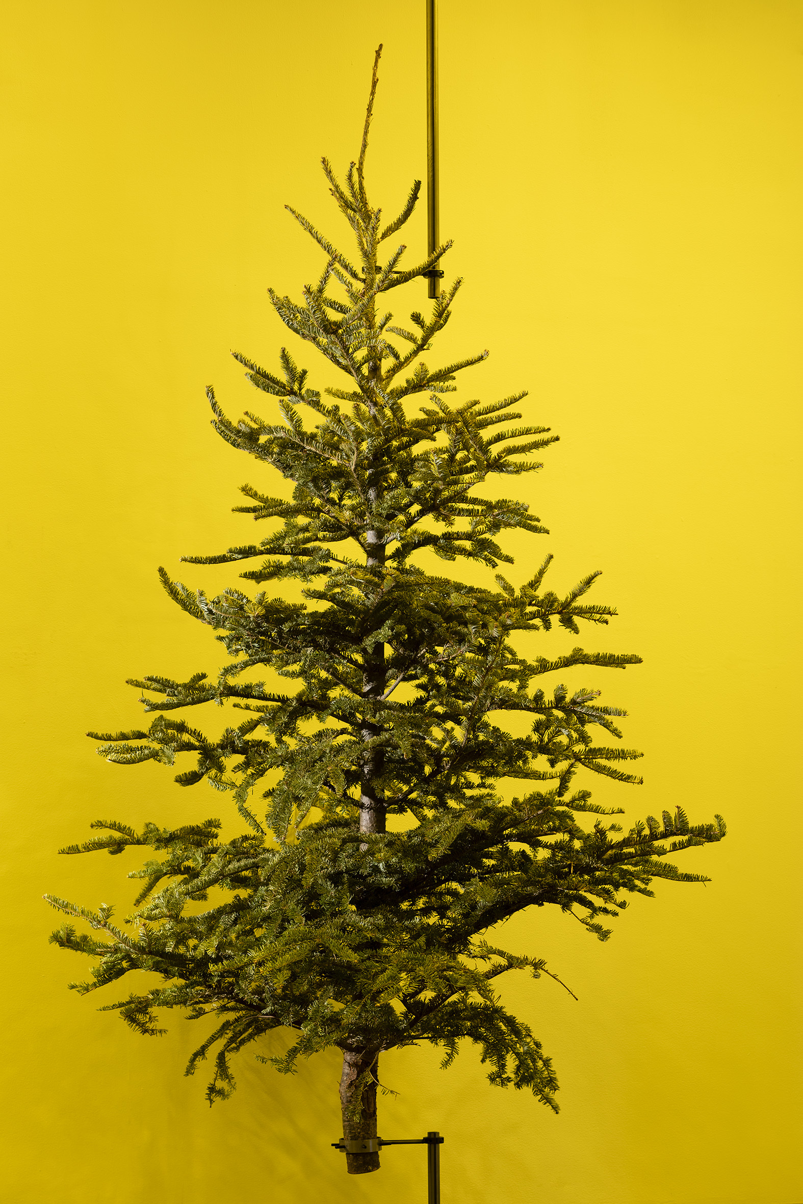 Offsetted - Cooking Sections