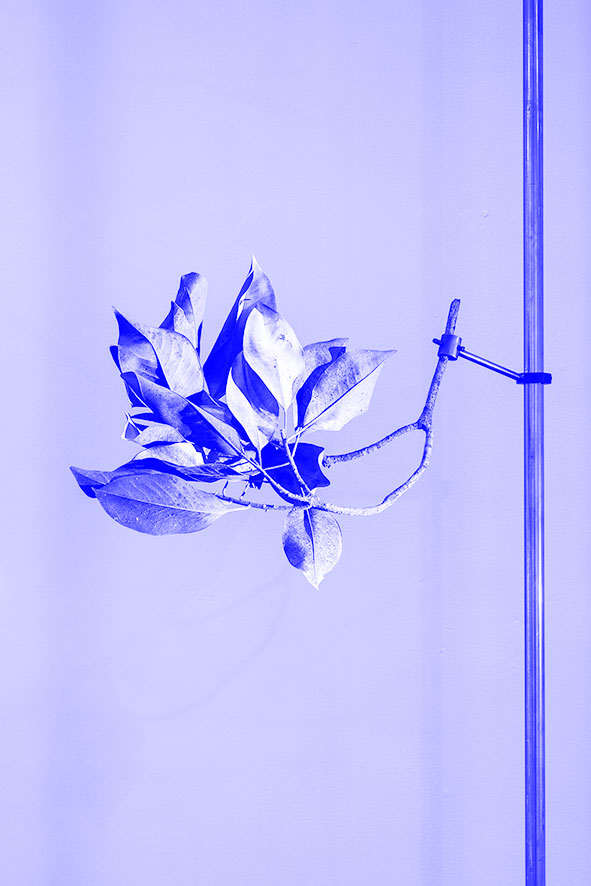 Offsetted - Cooking Sections