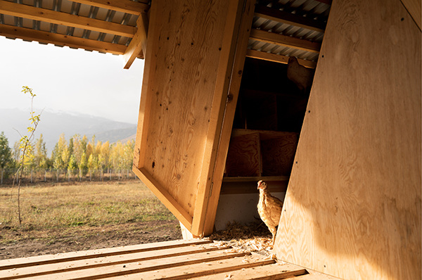 House of Chickens - SO? architecture and ideas | mimarlık ve fikriyat