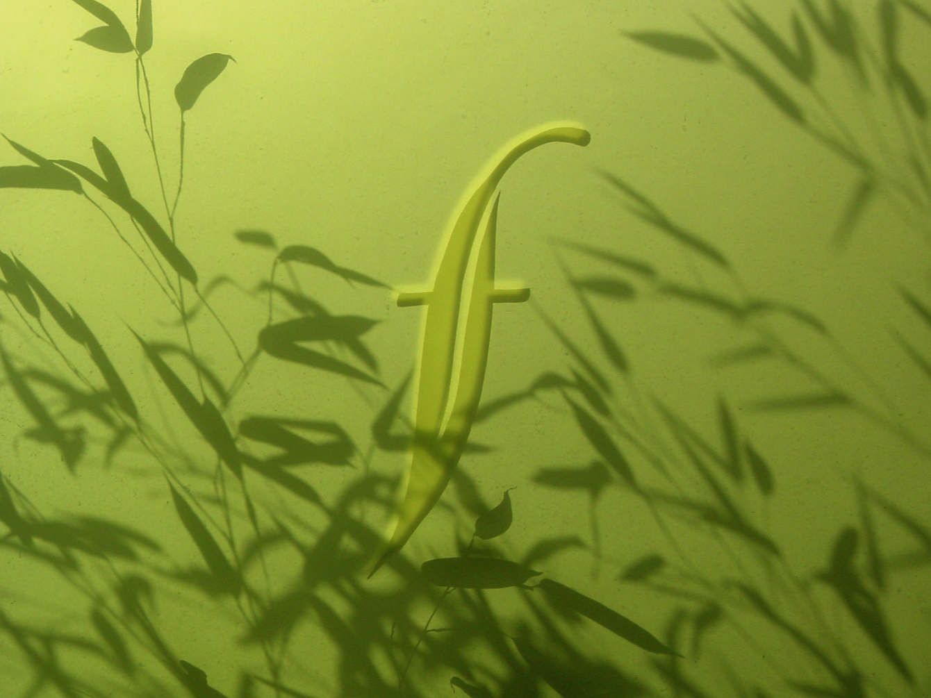 innisfree - Studio BAF