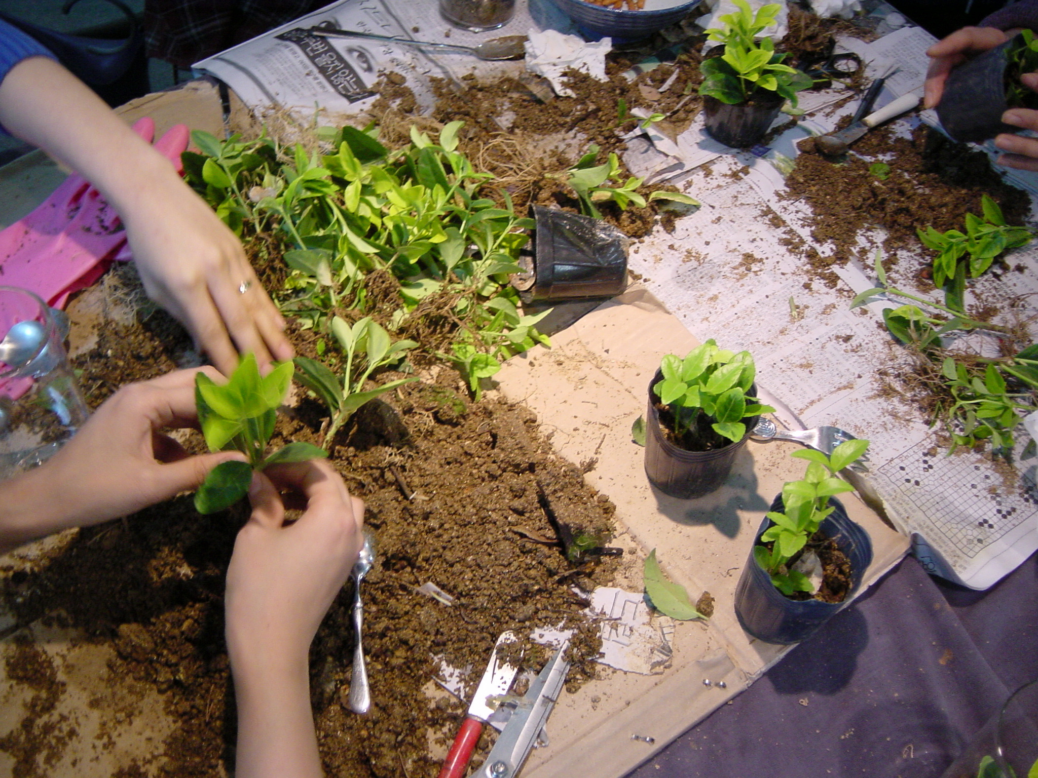 innisfree - Studio BAF