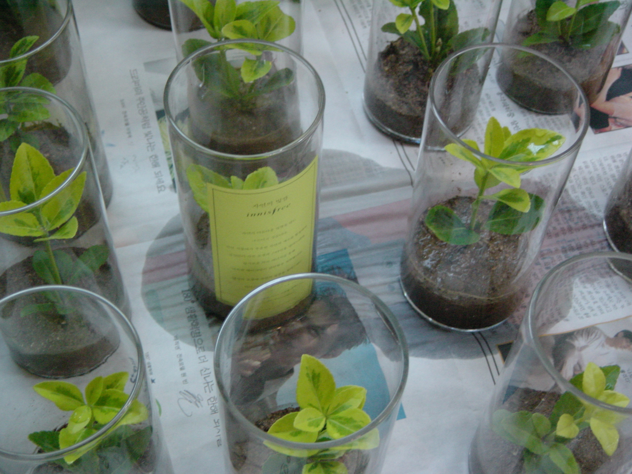 innisfree - Studio BAF