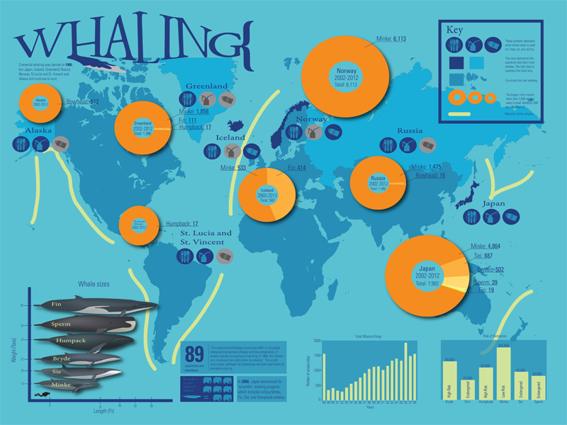 Whaling infographic - Morgan's design