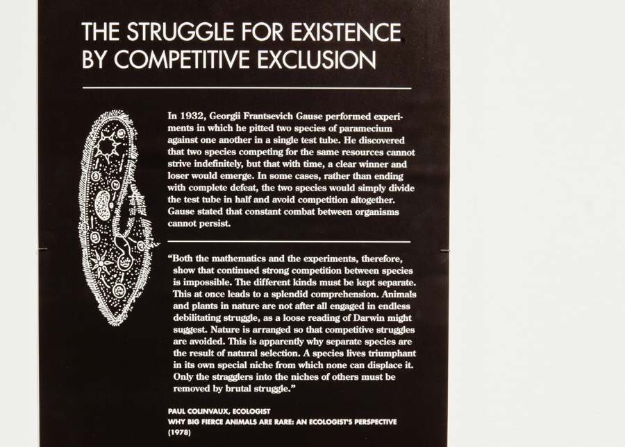 Predator Project - marialux.net